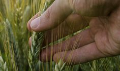 Home | US Commodities
